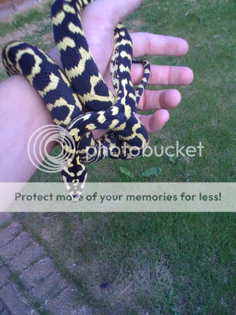 the carpet python thread!! | Reptile Forums