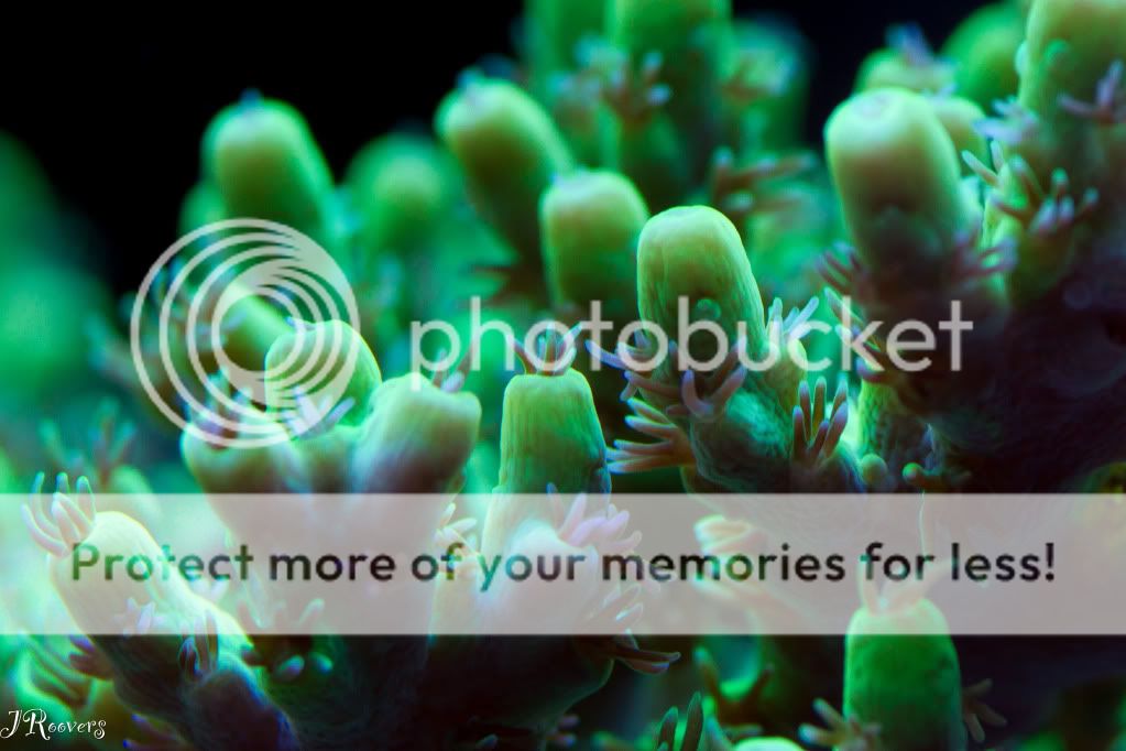 Candlelight Acro, let's see em - Page 3 - Reef Central Online Community