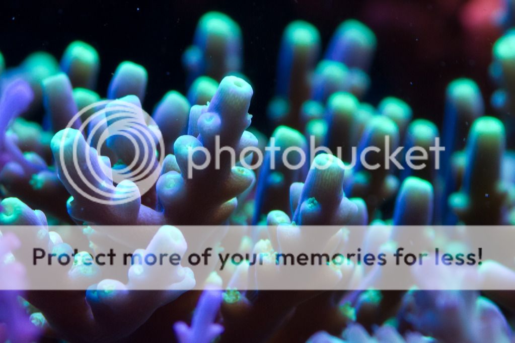 Candlelight Acro, let's see em - Page 3 - Reef Central Online Community