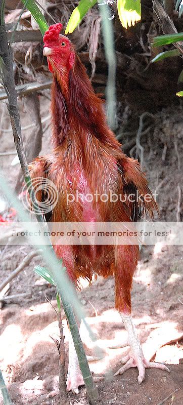 Backyard Poultry Forum • View topic - What type of Chook is this?