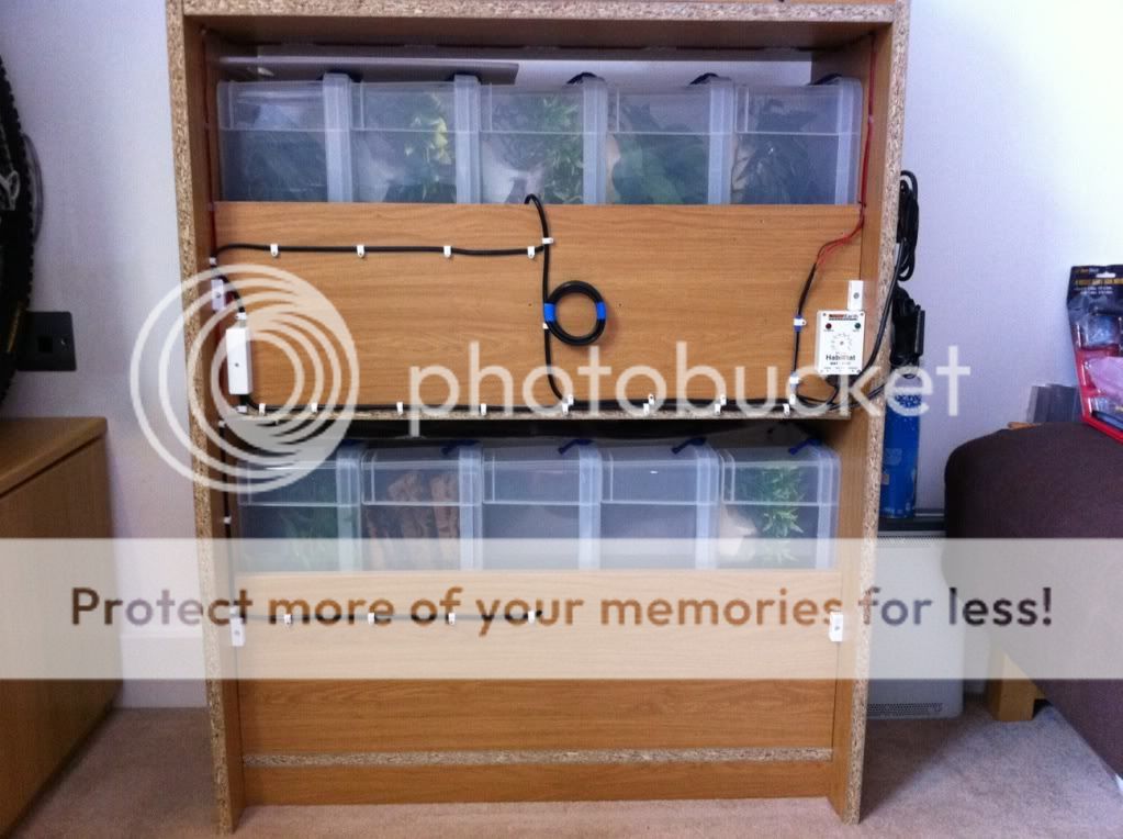 SE England - Crested Gecko Breeder RUB Rack | Reptile Forums