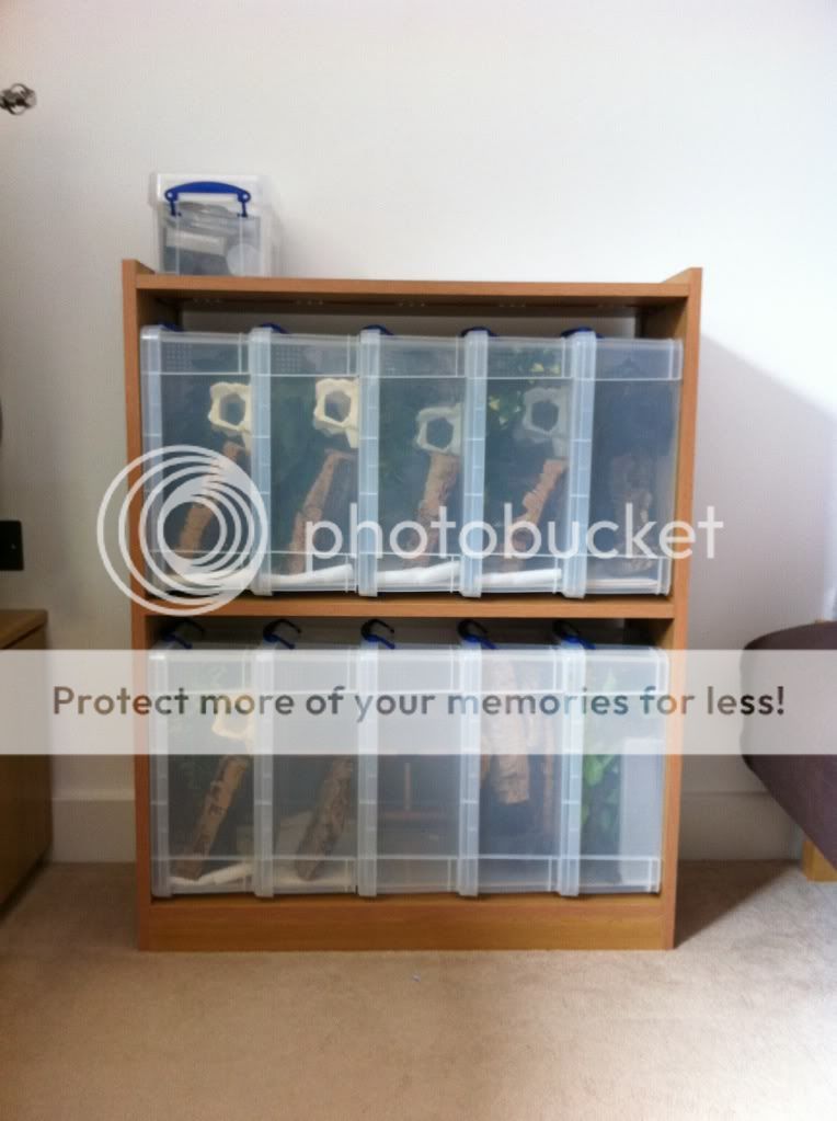 SE England - Crested Gecko Breeder RUB Rack | Reptile Forums