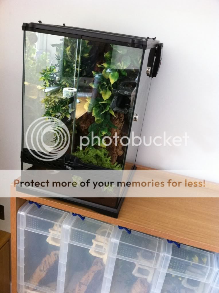 SE England - Crested Gecko Breeder RUB Rack | Reptile Forums