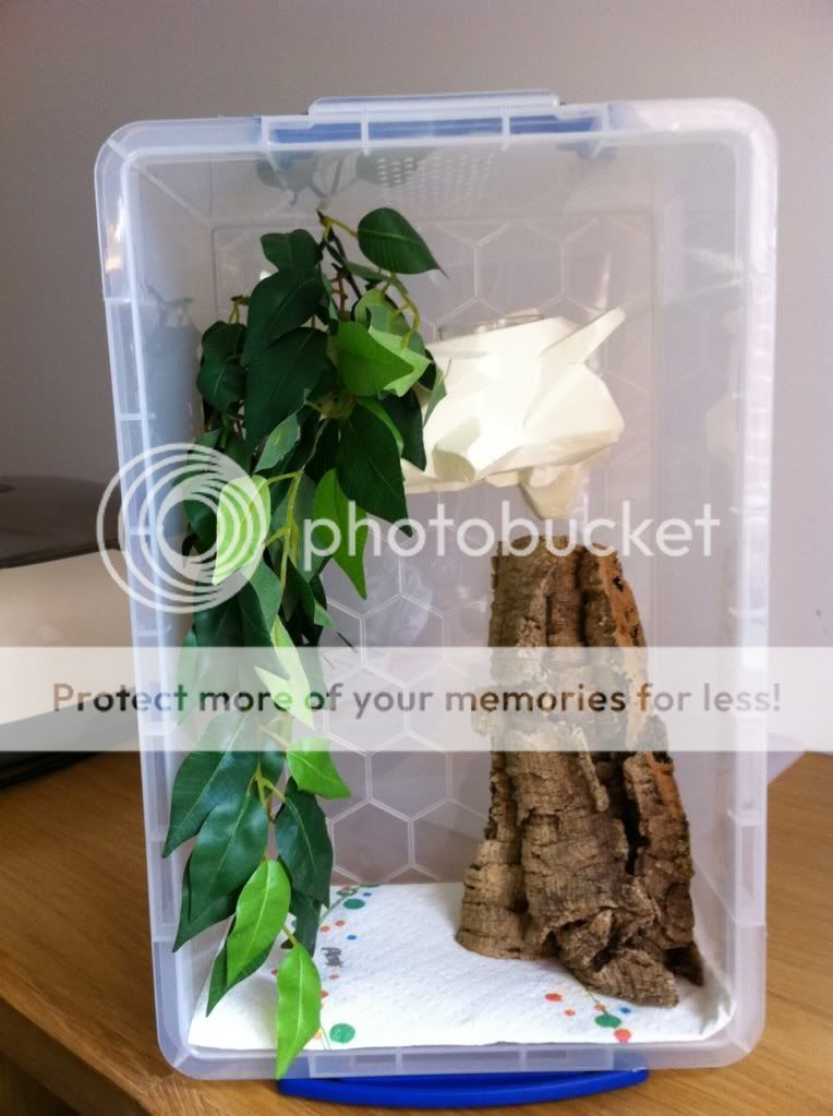 SE England - Crested Gecko Breeder RUB Rack | Reptile Forums