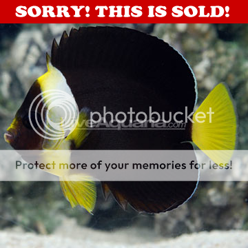 TRUE Western Australian Personifer Angelfish on LA tonight!!! - Page 5 ...